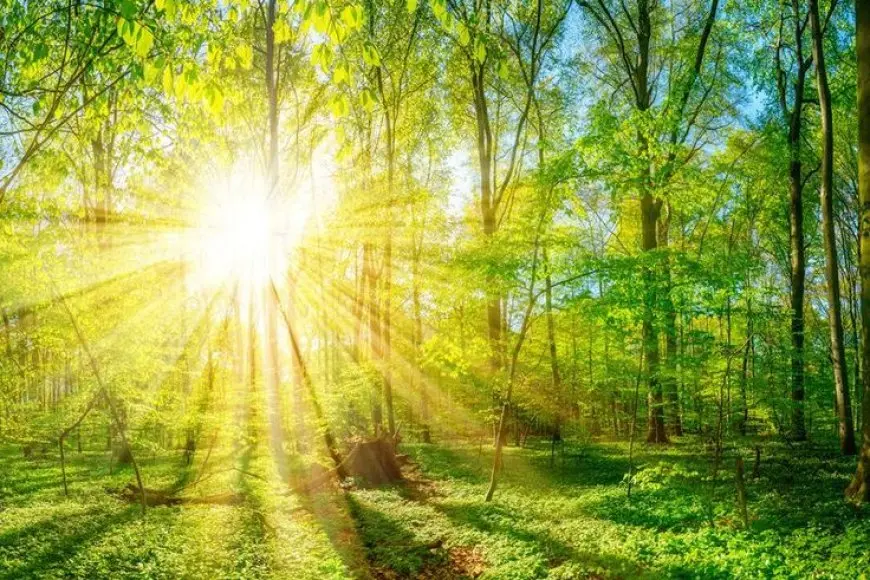 The Science Behind Photosynthesis in Plants - BindBlog.com - Where ... The Science Behind Photosynthesis in Plants - BindBlog.com - Where ...