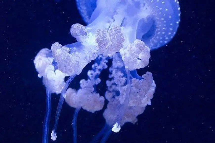 The Unique Biology of Deep-Sea Creatures - BindBlog.com - Where Stories ...