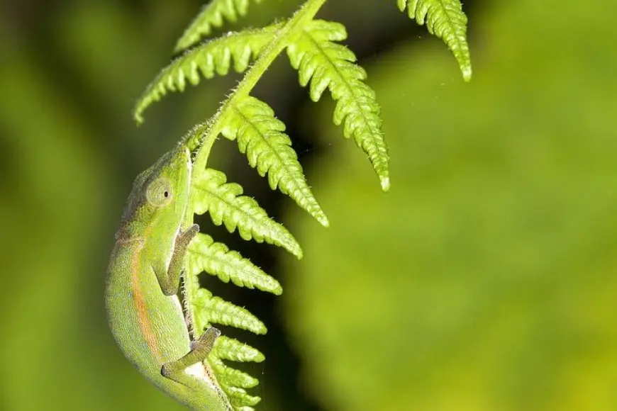 The Science Behind Animal Camouflage - BindBlog.com - Where Stories ... The Science Behind Animal Camouflage - BindBlog.com - Where Stories ...
