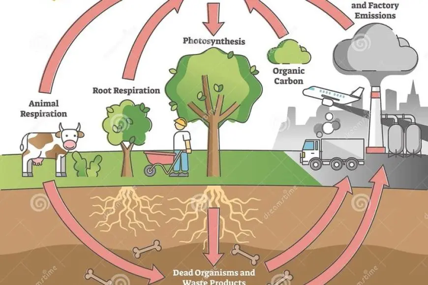 The Importance of the Carbon Cycle - BindBlog.com - Where Stories Bind ...