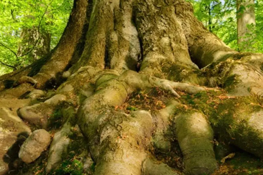 How Plants Communicate with Each Other - BindBlog.com - Where Stories ...