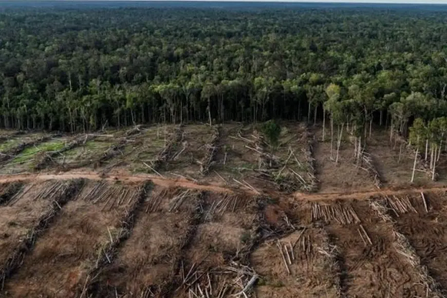Understanding Deforestation and Its Impacts - BindBlog.com - Where ...